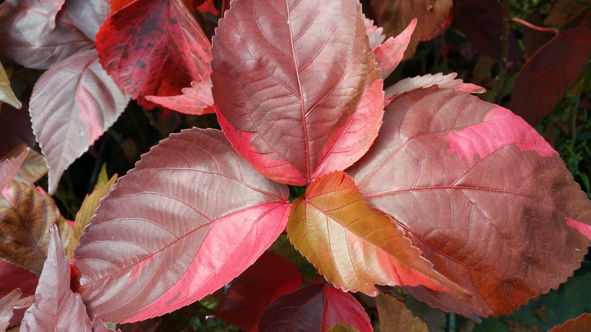 Plants & Products | Annuals