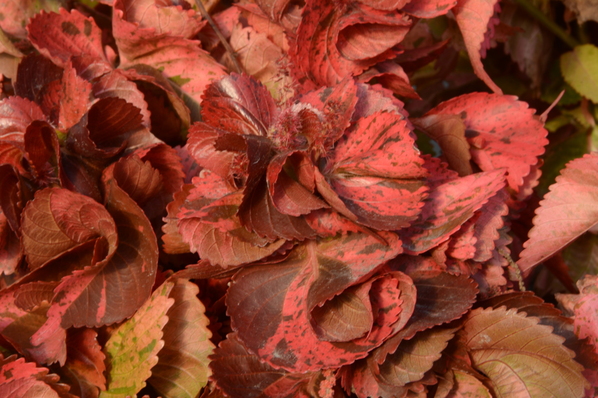 Plants & Products | Annuals