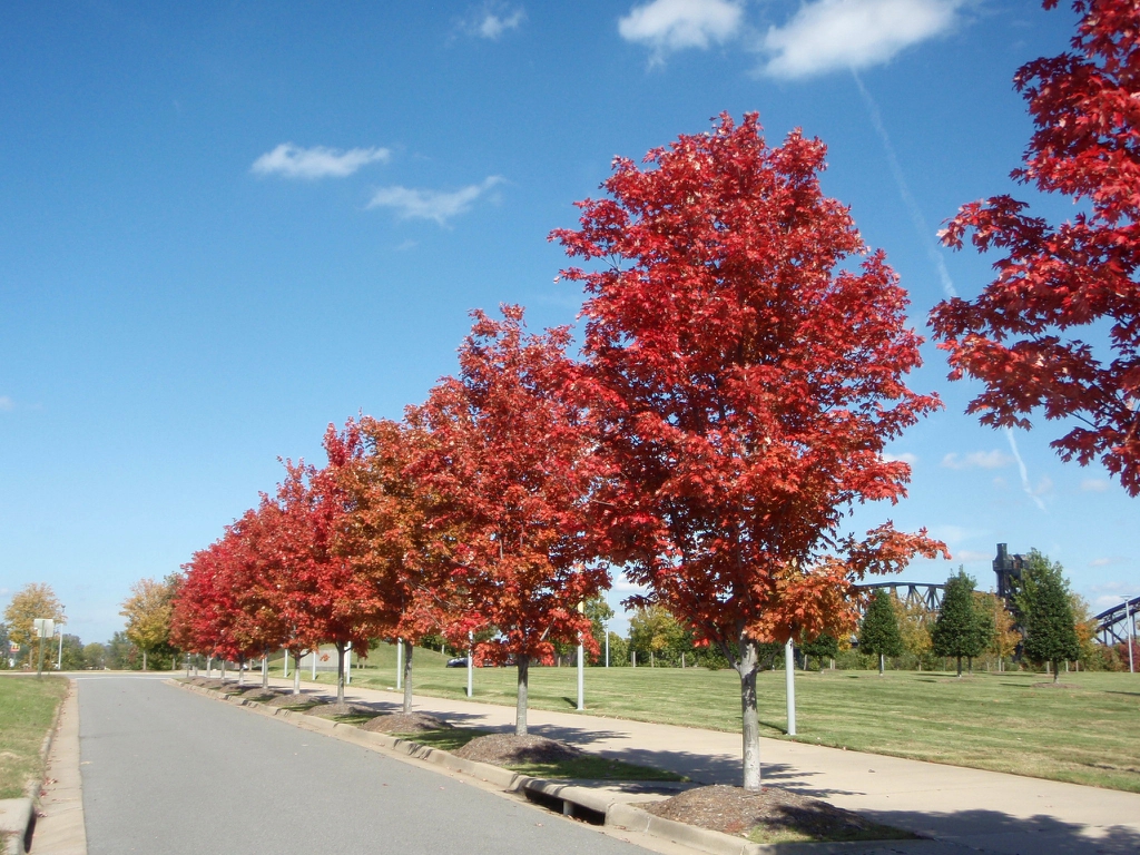 Plants & Products | Trees