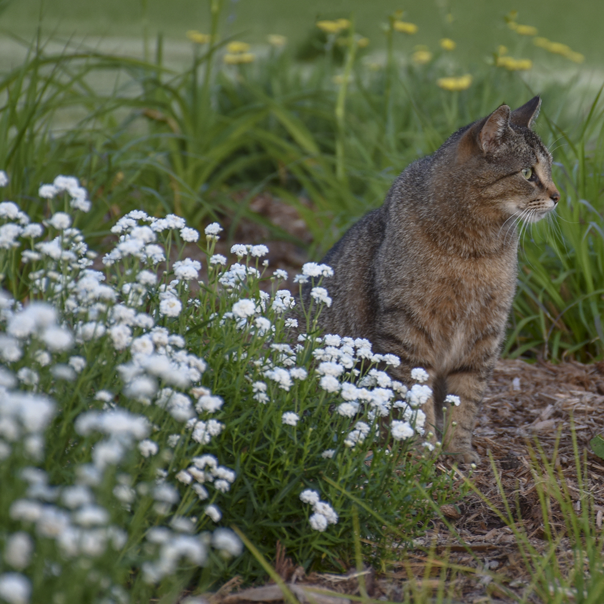 Plants & Products | Perennials