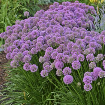 Greenfield Plant Farm | Plants & Products