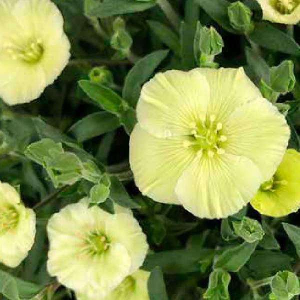Plants & Products | Annuals