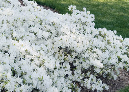 Plants & Products | Shrubs