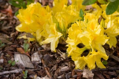 Plants & Products | Shrubs