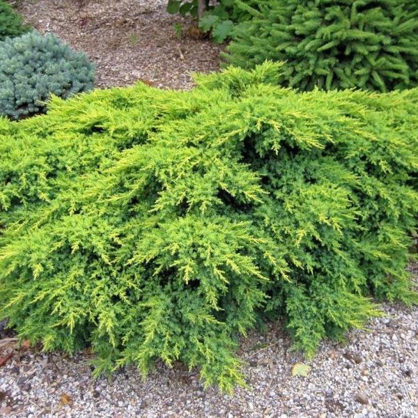 Juniperus Chinensis Mountbatten