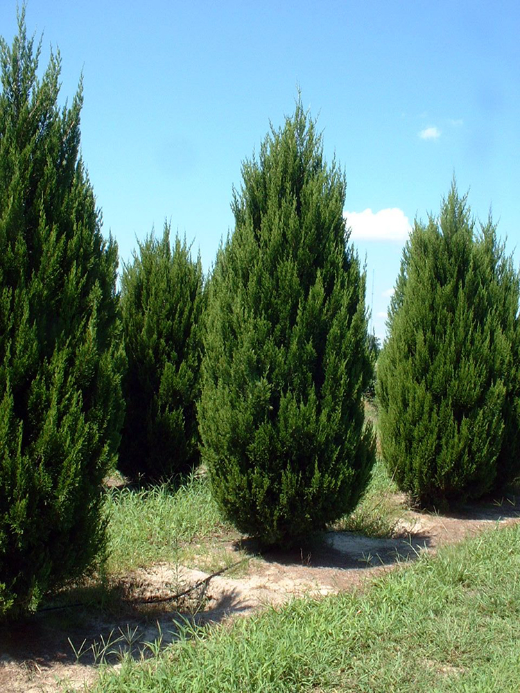 Juniperus Chinensis Robusta Green