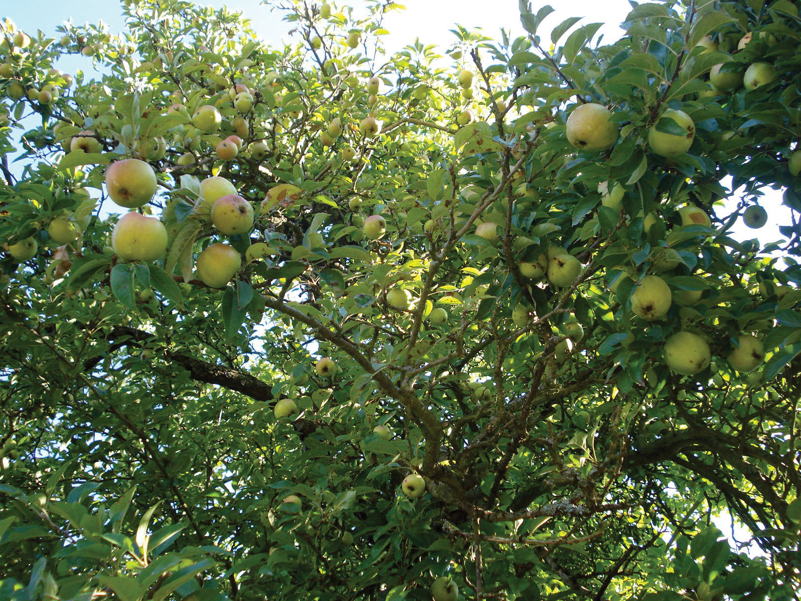 Plants & Products | Trees